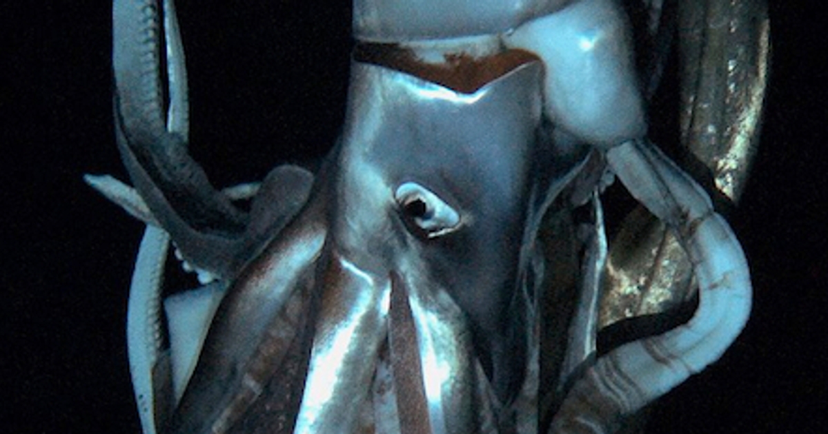 Giant Squid caught on film - Macleans.ca