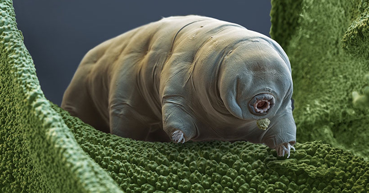 Even 30 years of deep freeze can't stop the water bear - Macleans.ca