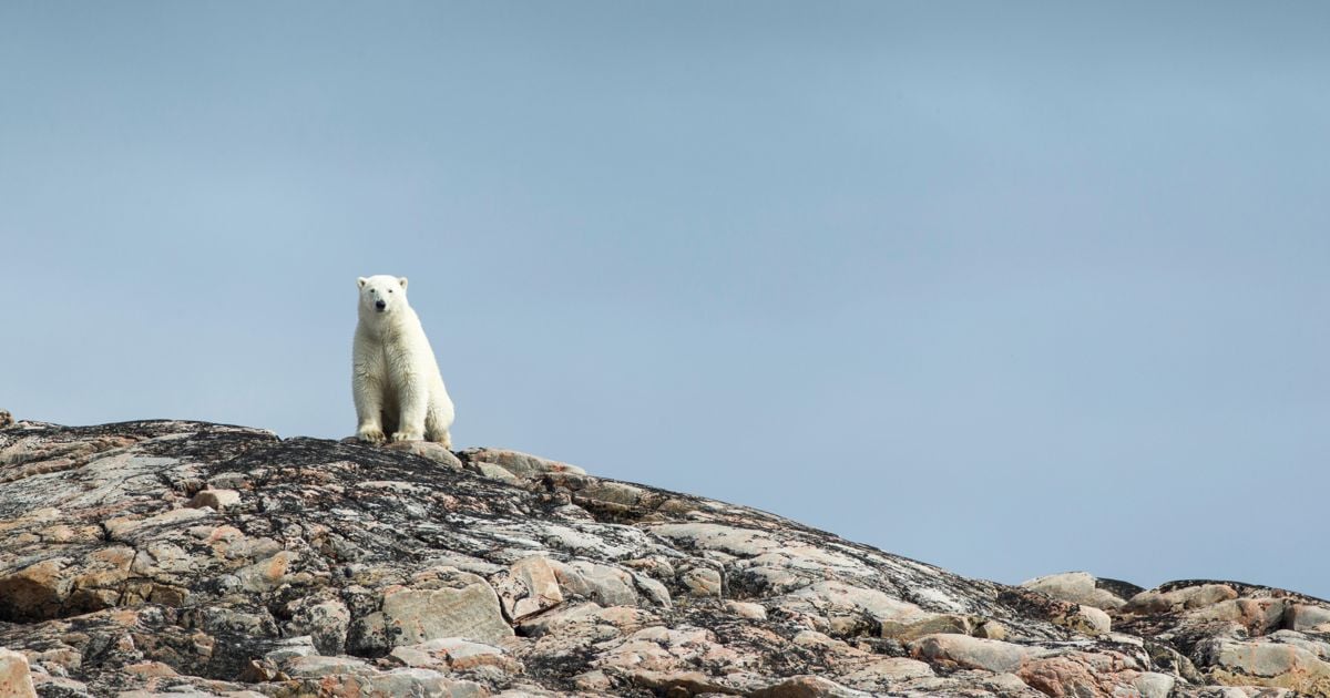 To kill a polar bear - Macleans.ca